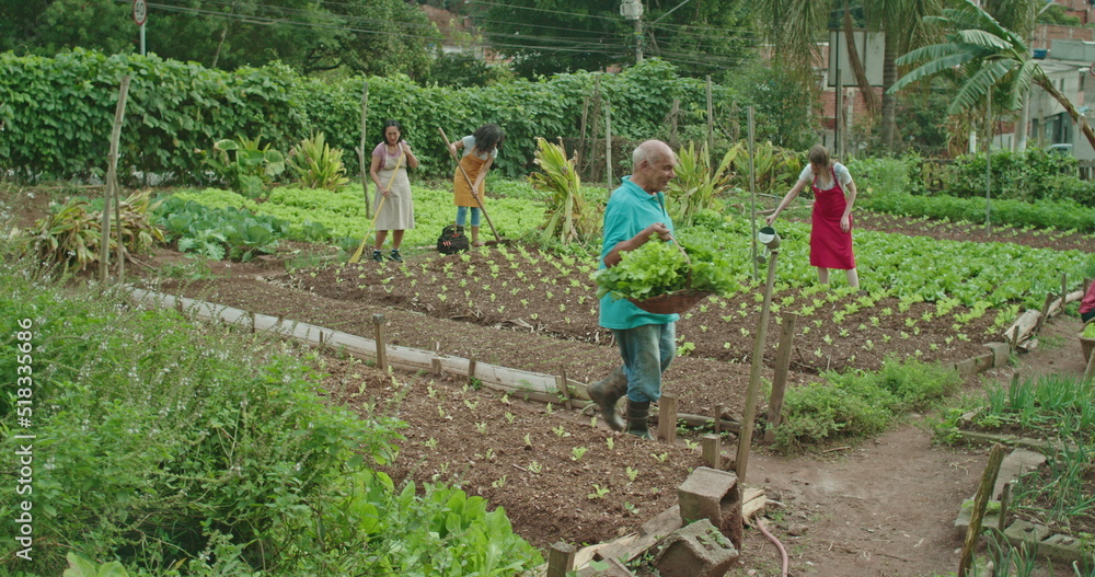 Community urban farmers growing food at small organic city farm. Local ...