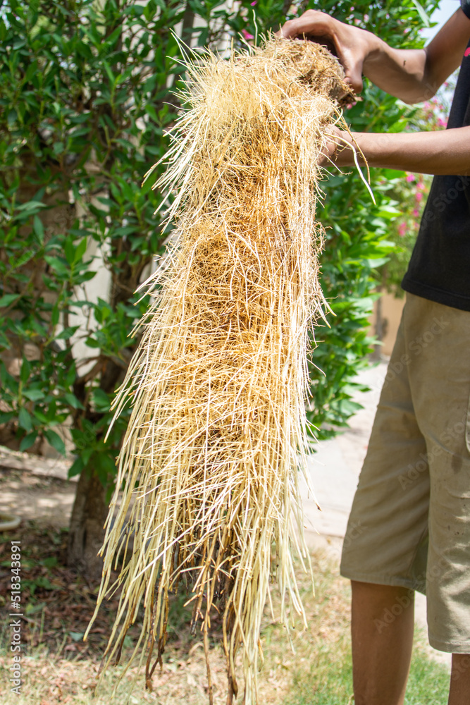 Boy holding a conocorpus tree roots pulled out from the sewerage line ...