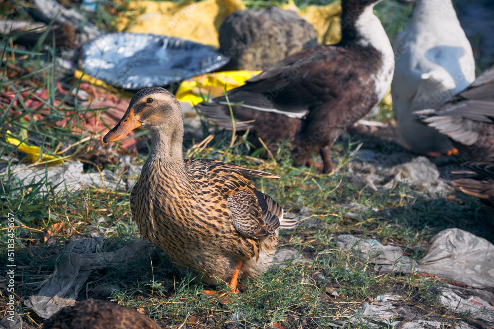 Group of Indian Runner ducks (Anas platyrhynchos domesticus) drying ...