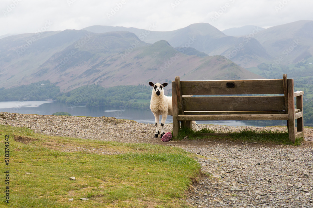 Sheep by a bench Stock Photo | Adobe Stock