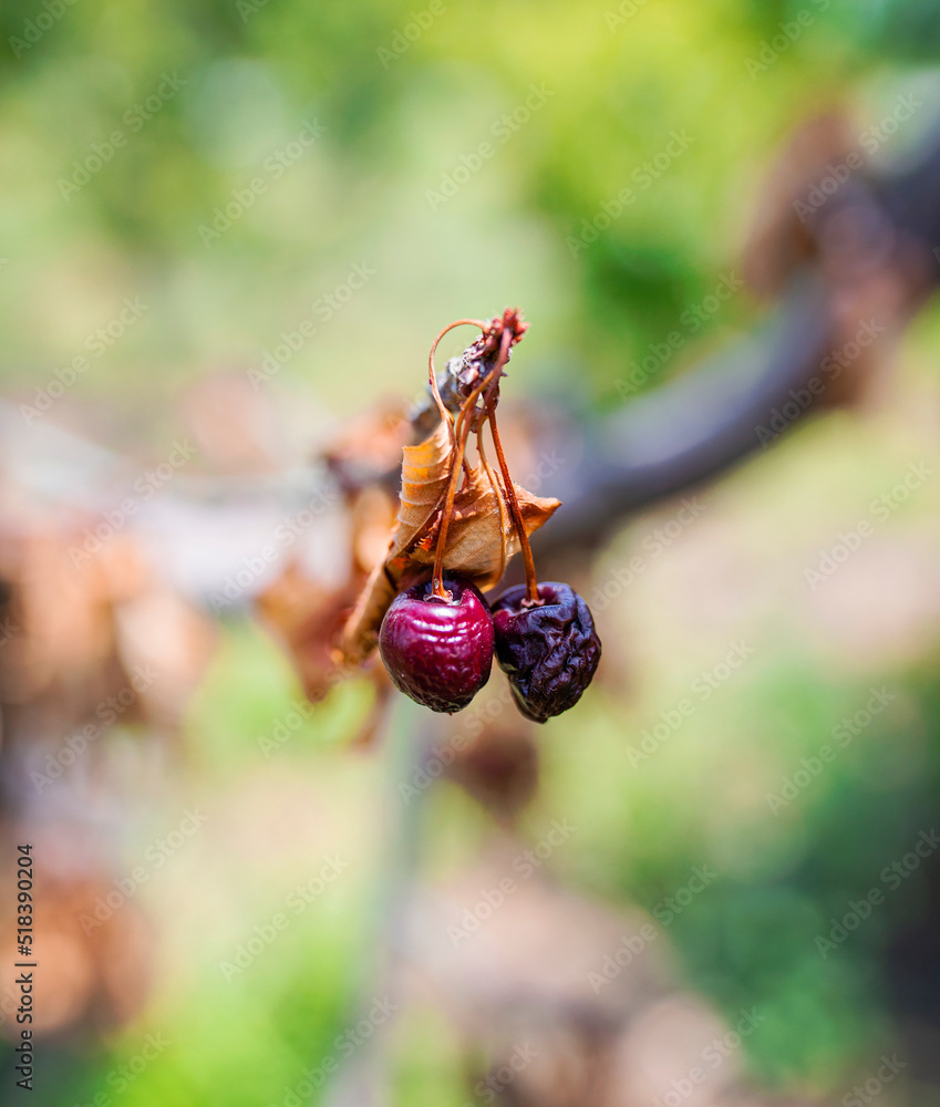 Photos of monilial disease in cherries. rotten fruit. tree deaths ...