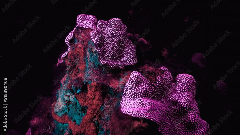 Sea reef, Journey deep into the sea, underwater, coral, seabed, life at ...