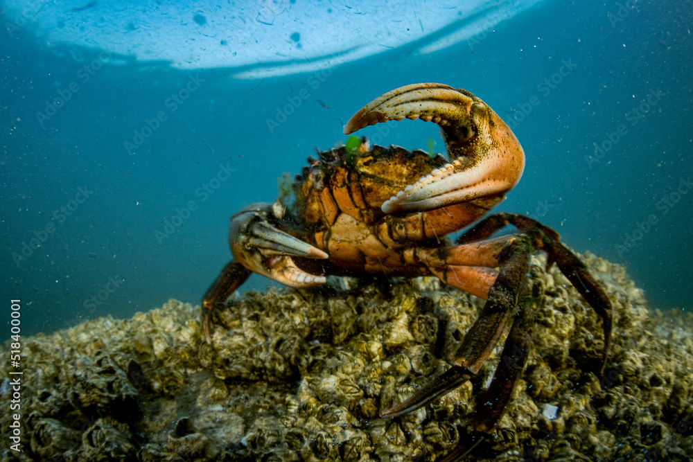 Invasive European Green Crab in Canada! Stock Photo | Adobe Stock