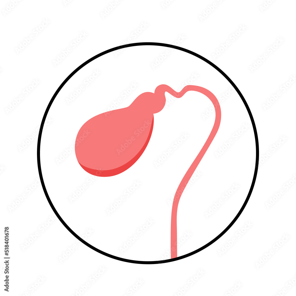 gallbladder anatomy poster Stock Vector | Adobe Stock