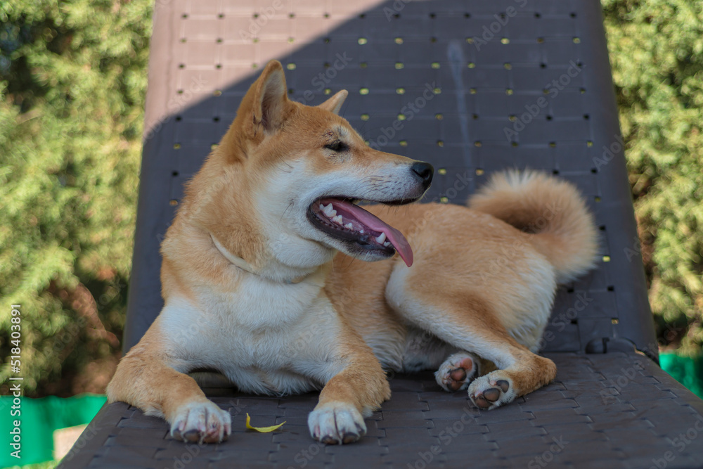 Foto de cachorro de perro japones de raza shiba inu, jugando con un ...