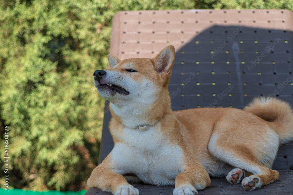 cachorro de perro japones de raza shiba inu, jugando con un trozo de ...
