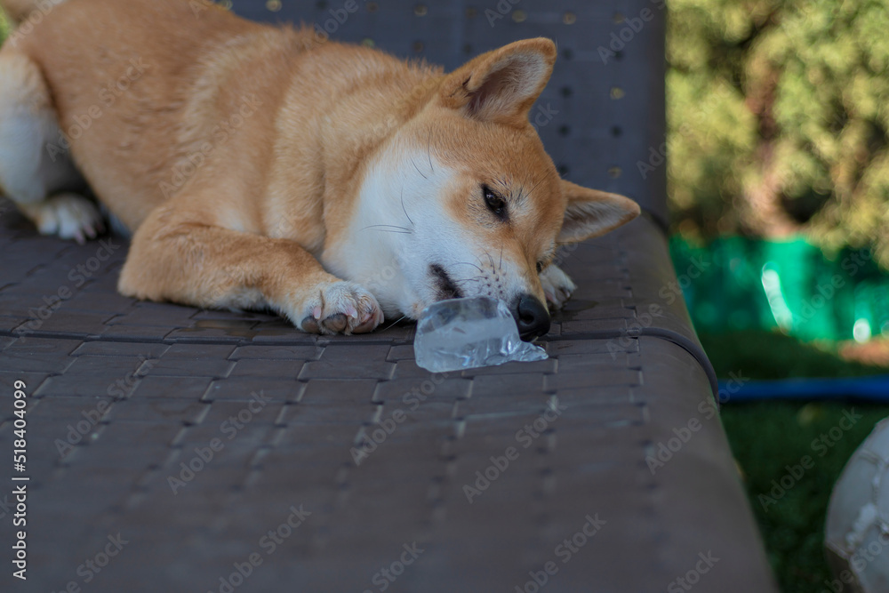cachorro de perro japones de raza shiba inu, jugando con un trozo de ...