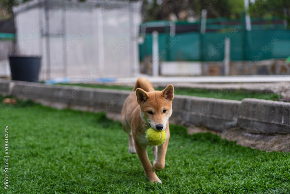 Foto de cachorro de perro japonés de raza shiba inu, jugando con una ...