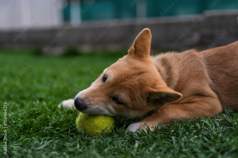 cachorro de perro japonés de raza shiba inu, jugando con una pelota y ...