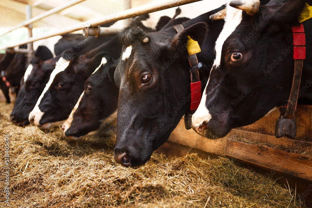 Cows are in a row, on a dairy farm, eating hay. Stock Photo | Adobe Stock