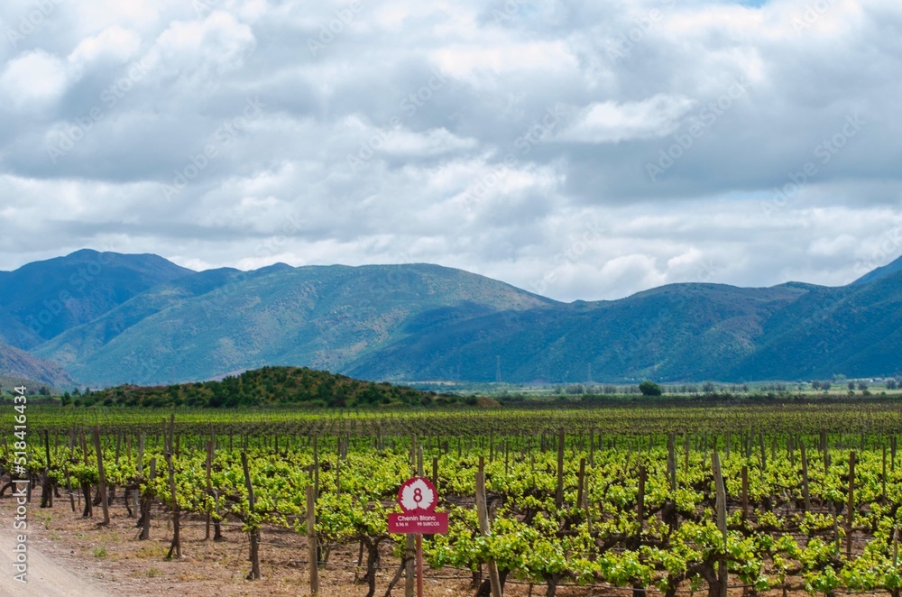 Hermoso paisaje en los viñedos de Santo Tomás en Valle de Guadalupe ...