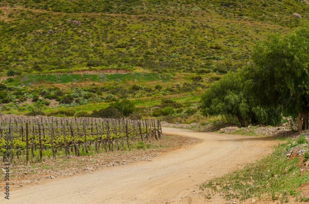 Foto de Hermoso paisaje en los viñedos de Santo Tomás en Valle de ...