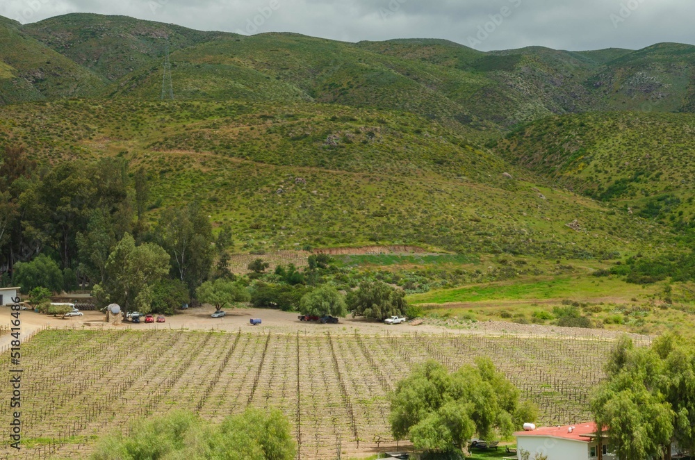 Hermoso paisaje en los viñedos de Santo Tomás en Valle de Guadalupe ...