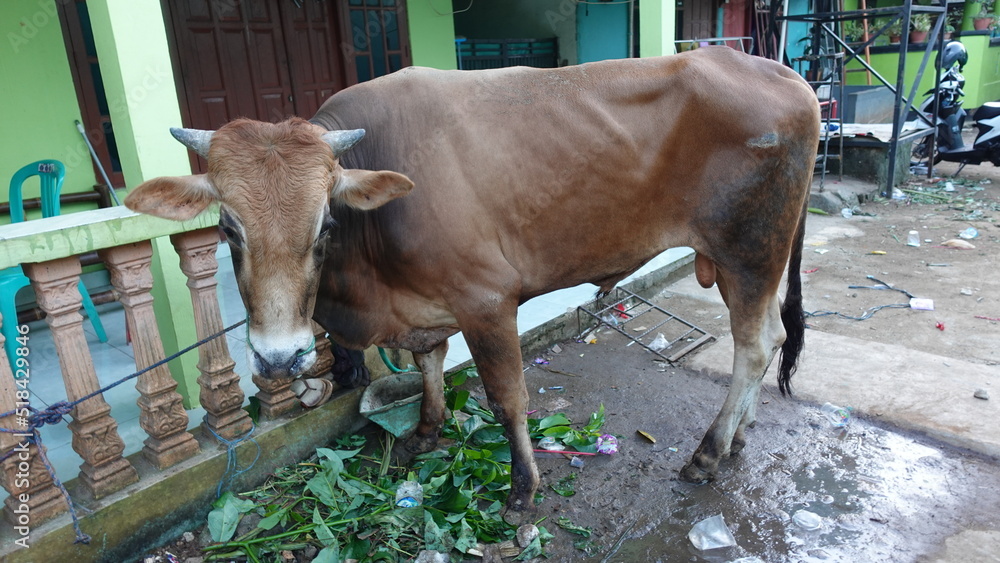 Foto de Cattle, cows (sapi) to prepare sacrifices on Eid al-Adha do ...
