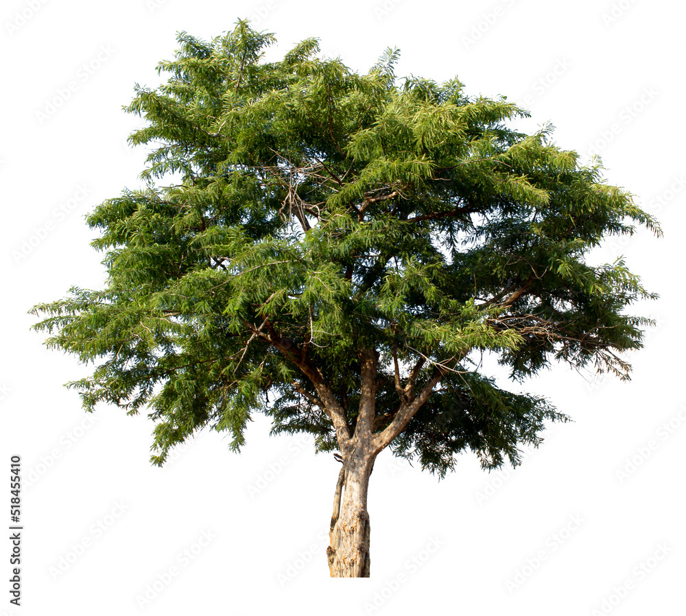 isolated trees on a white background Isolated tropical trees are used ...