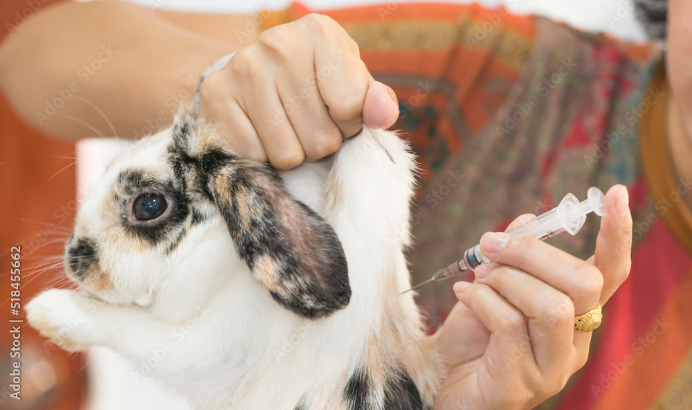 Vet hand giving injection to bunny, pet vaccination against rabies ...