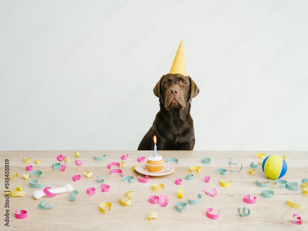 Dog having a Birthday Party with cake Stock Photo | Adobe Stock