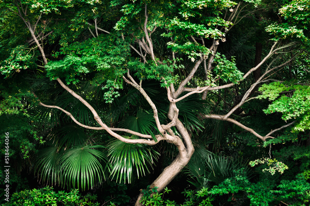Tree Life Stock Photo | Adobe Stock