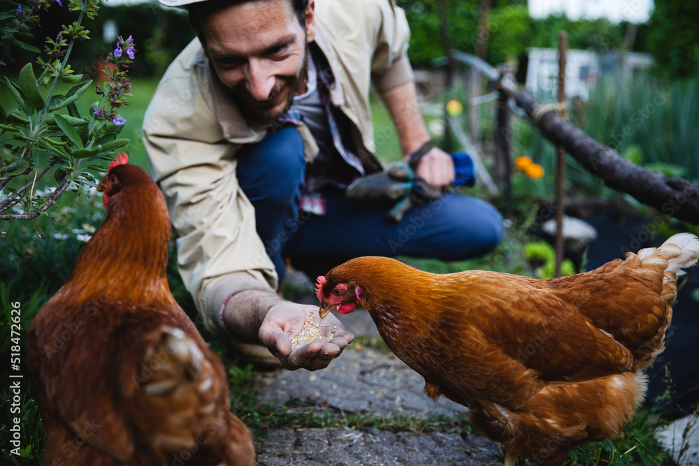 Hens eating outdoors Stock Photo | Adobe Stock