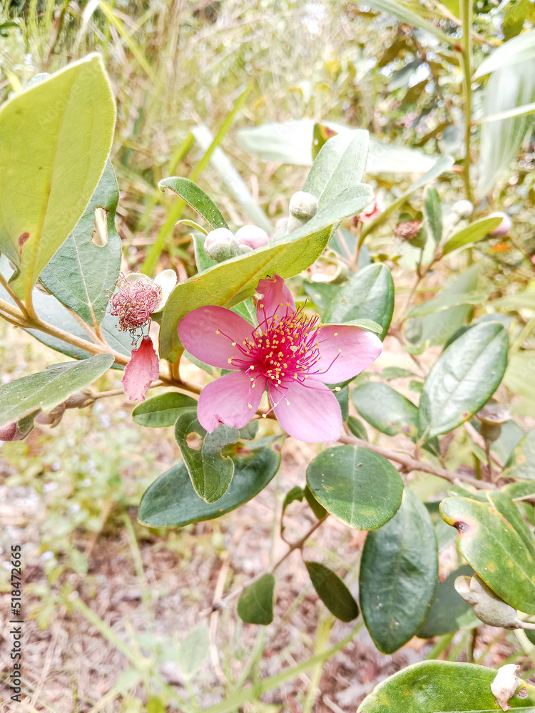 Karamunting or rhodomyrtus tomentosa. Also known as rose myrtle, is a ...