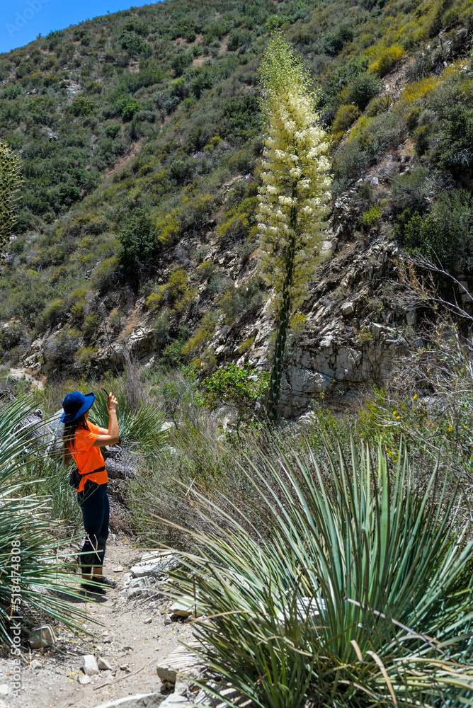 Tujunga, California, USA - May 9, 2022: A tourist girl is taking a ...