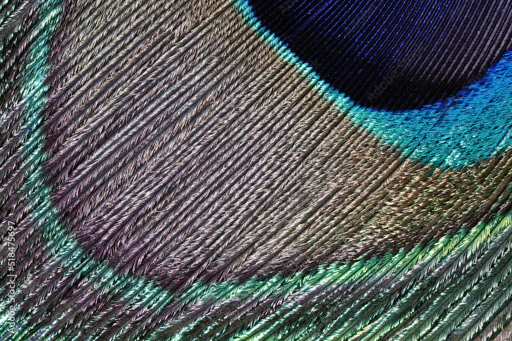 Peacock feather extreme close-up Stock Photo | Adobe Stock