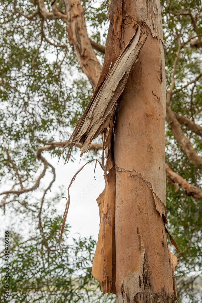 Melaleuca quinquenervia - Paperbark Tree native to Australia. Stock ...