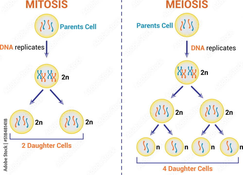 Poster Differences Between Meiosis And Mitosis Colorful Symbols – Wall ...