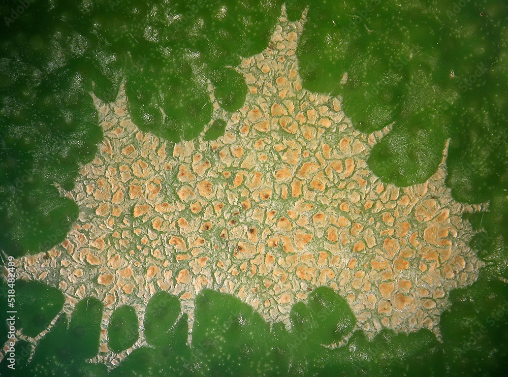Scar tissue on the orange peel as a result of the damage of thrips ...