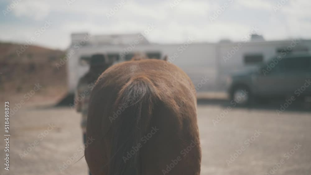 Horse walking getting led by cowgirl. Beautiful horse walking outside ...