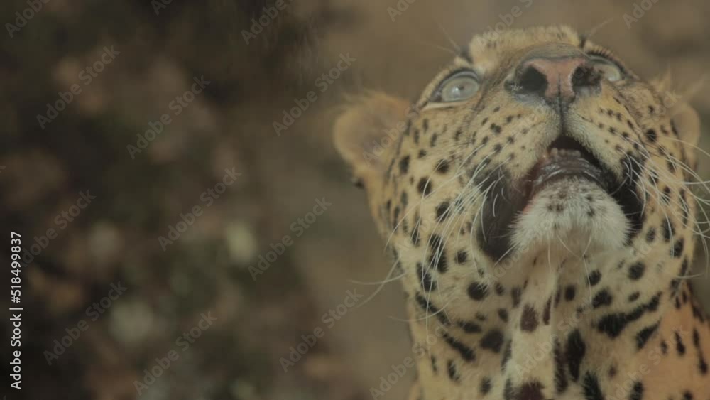 Endangered Macan Tutul Jawa Javan Leopard Panthera Carnivora in Java ...