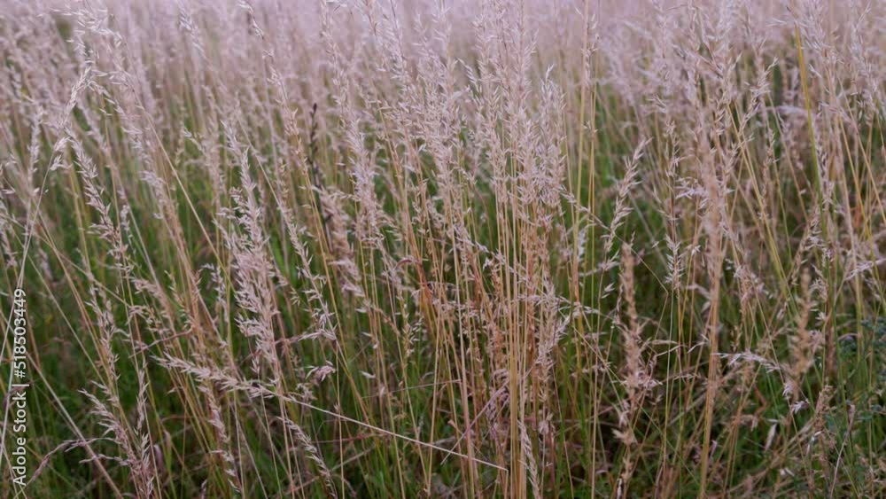 Dry long wild uncultivated grass in field at summer afternoon light ...