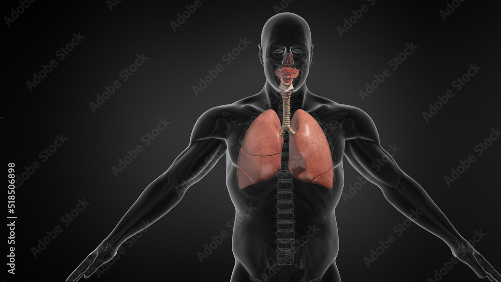 Human Lung Respiratory System. Seamless loop. Animation Stock ...