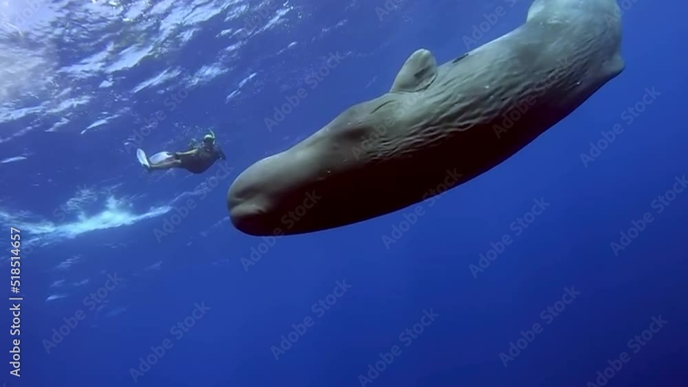 Stockvideon Blue whale or sperm whale playing in the blue water ...