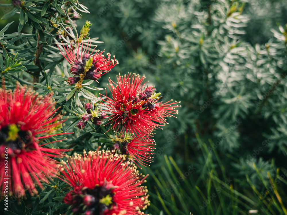 callistemon bottlebrushes Stock Photo | Adobe Stock