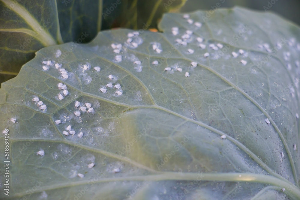 Aphids on cabbage leaves. Aphids on cabbage. Cabbage pests. Stock Photo ...
