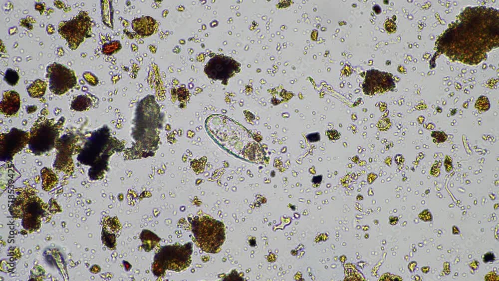 bacteria and microorganisms, with soil biology in a soil sample. With ...