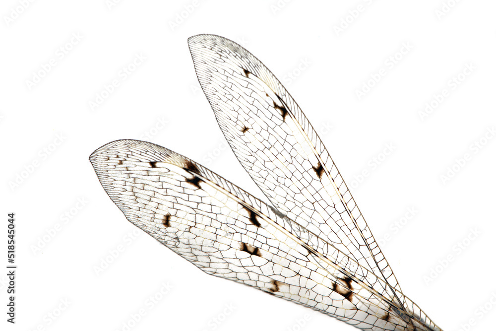 Filigran Stock-Foto | Adobe Stock