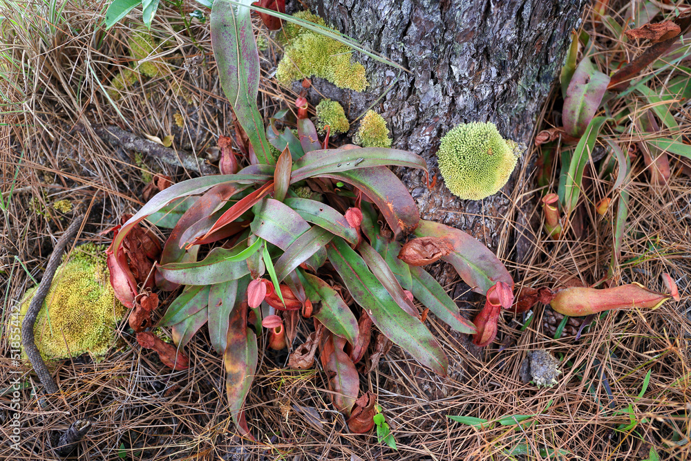 Nepenthes plant that grows in nature Stock Photo | Adobe Stock