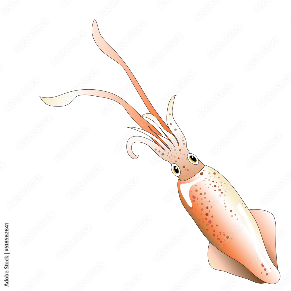A squid isolated on white background EPS10 vector illustration. Stock ...