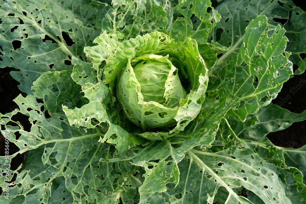 Young white cabbage, damaged or eaten by pests.Improper care of ...