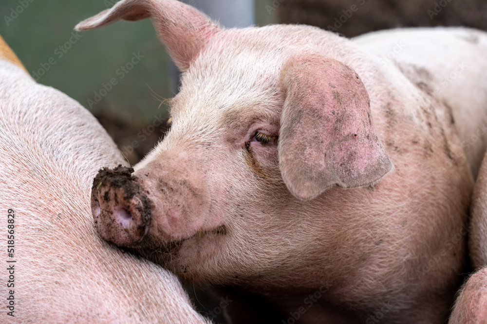 Pig with floppy ears and hits head on another pig Stock Photo | Adobe Stock