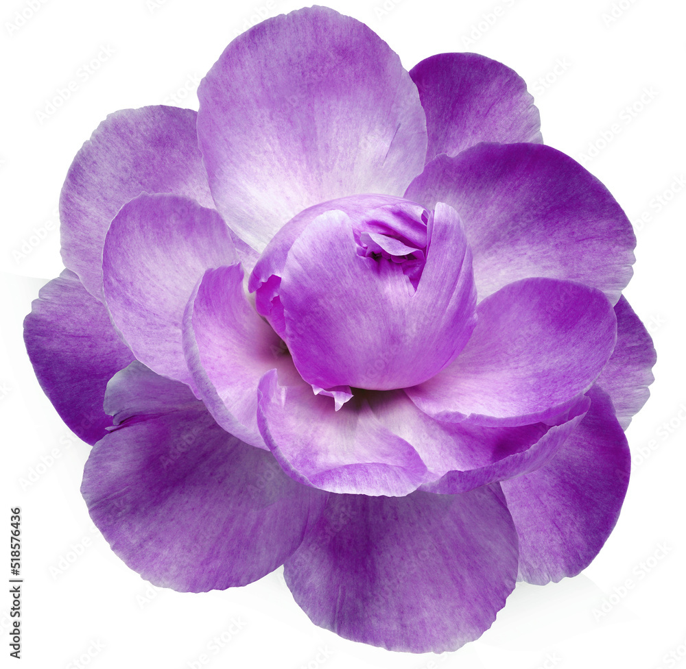 Purple peony isolated on white background with clipping path. Closeup ...