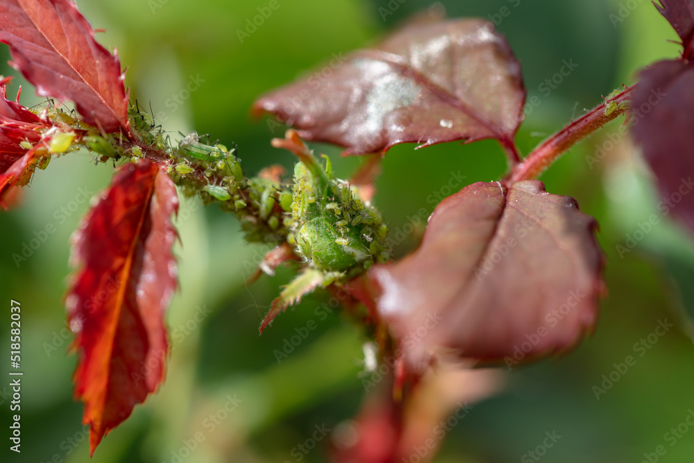 Foto de Green aphids on a bud. aphid colony on rose buds, garden pest ...
