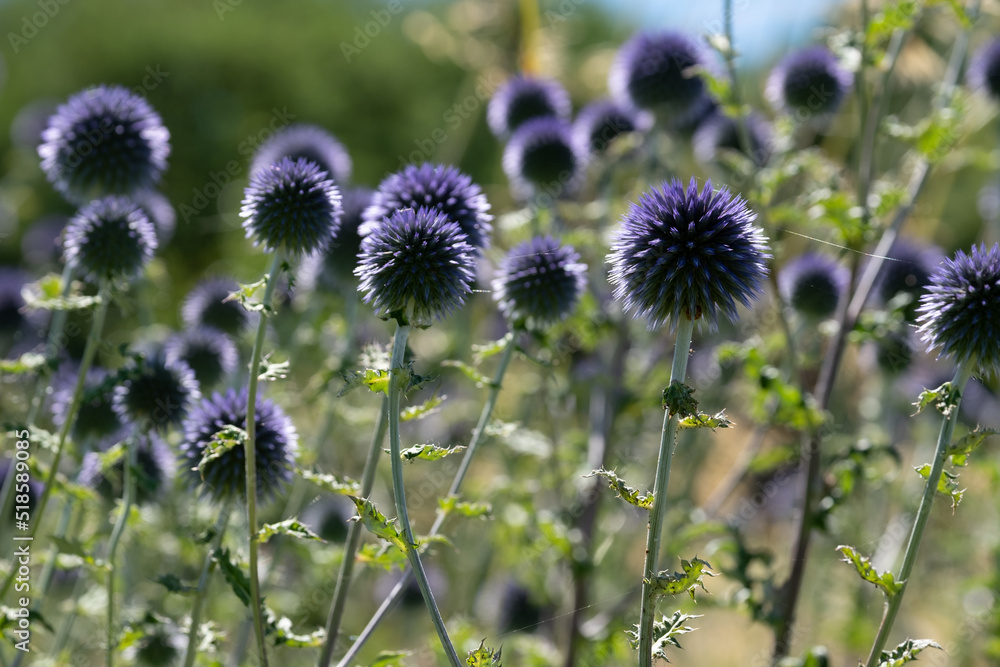 Ruthenian globe thistle, also known as Echinops bannaticus, growing ...
