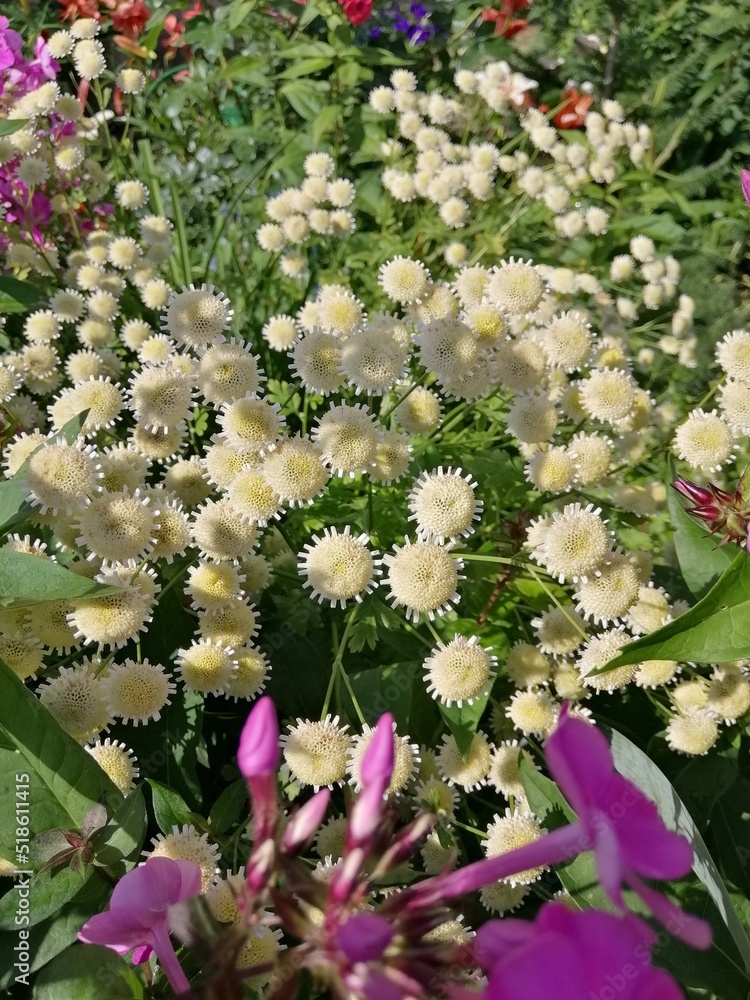 Blurry floral background with white flowers.Blooming Pyrethrum ...
