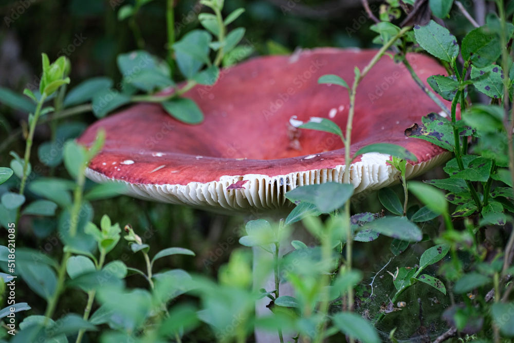 Edible mushroom Russula with red russet cap in moss autumn forest ...
