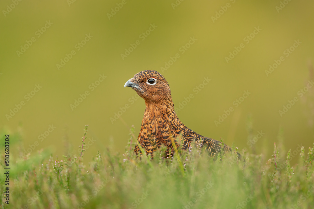 Close up of a young Red Grouse male, facing left and sat in natural ...