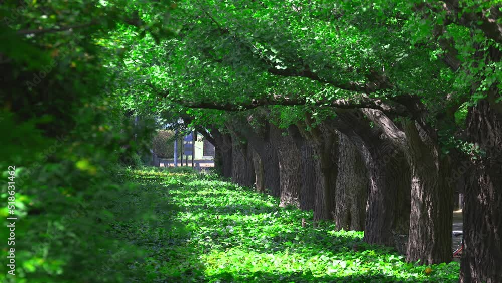 Rows of fresh green Gingko trees grow at the Jingu Gaien Gingko Tree ...