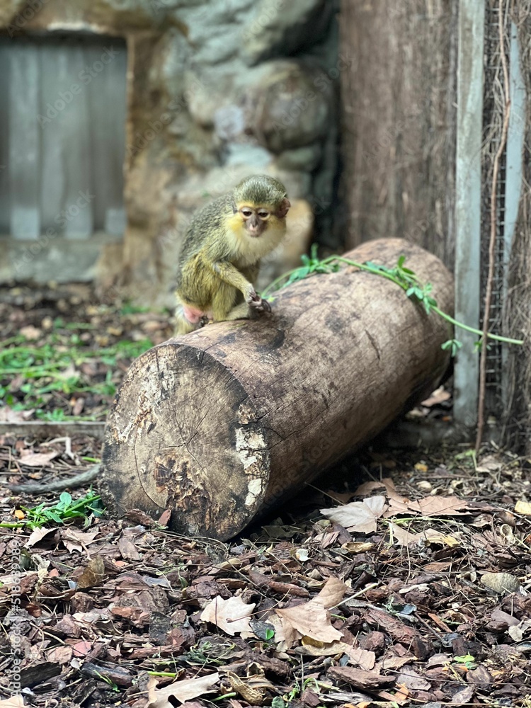 Gabon talapoin monkey sitting on a tree log in its enclosure at the zoo ...